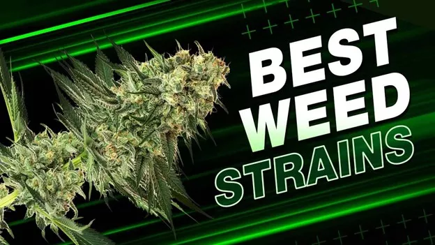 Best Weed Strains of 2025: Indica, Sativa & Hybrids for Every Stoner