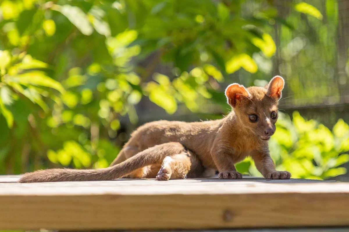 Central Florida Zoo welcomes rare, vulnerable baby fossas - Orlando Weekly