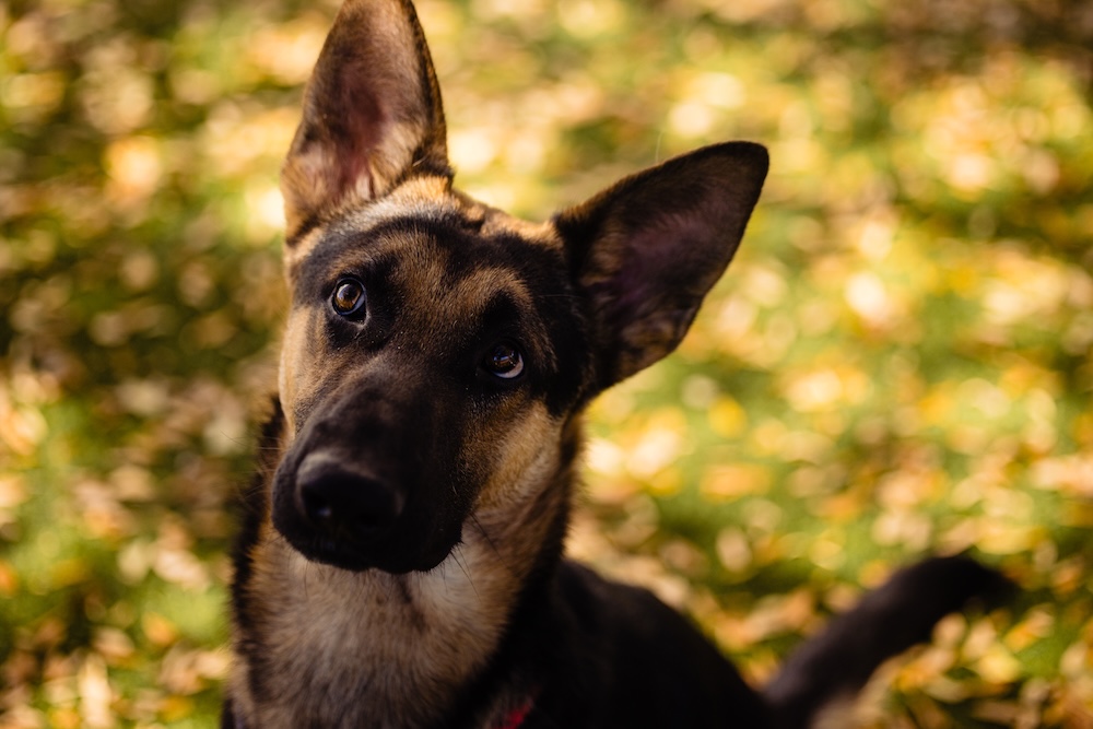 Goofy puppy Jay is ready to be adopted into a patient, loving home ...